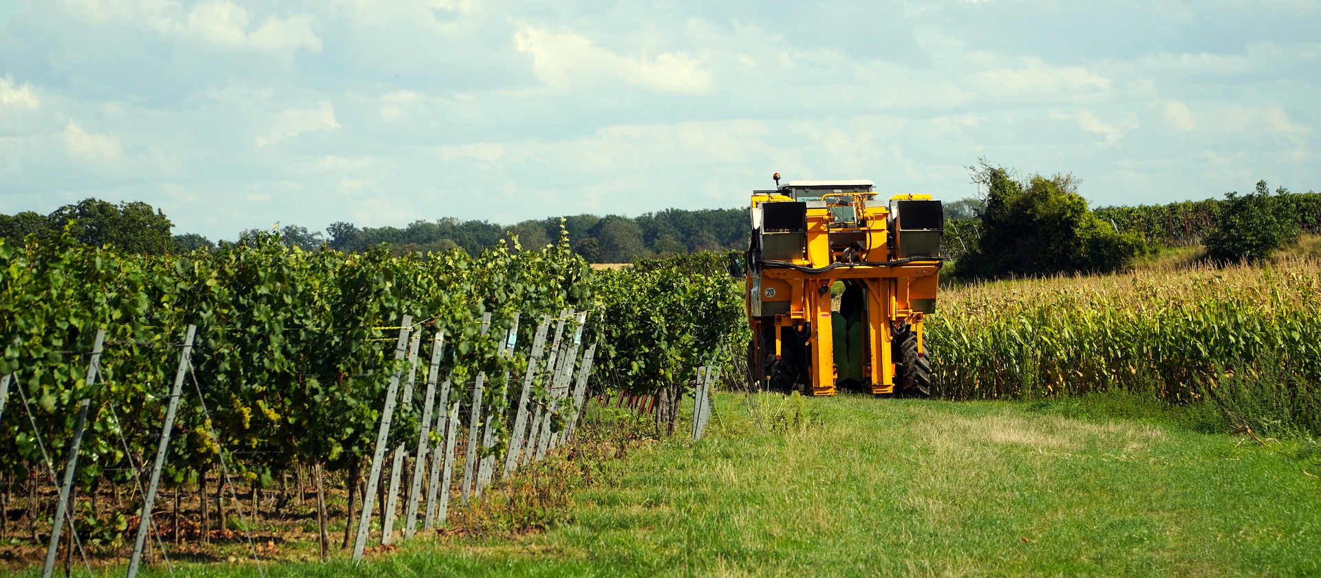 Découvrez le métier de vigneron et comment y accéder